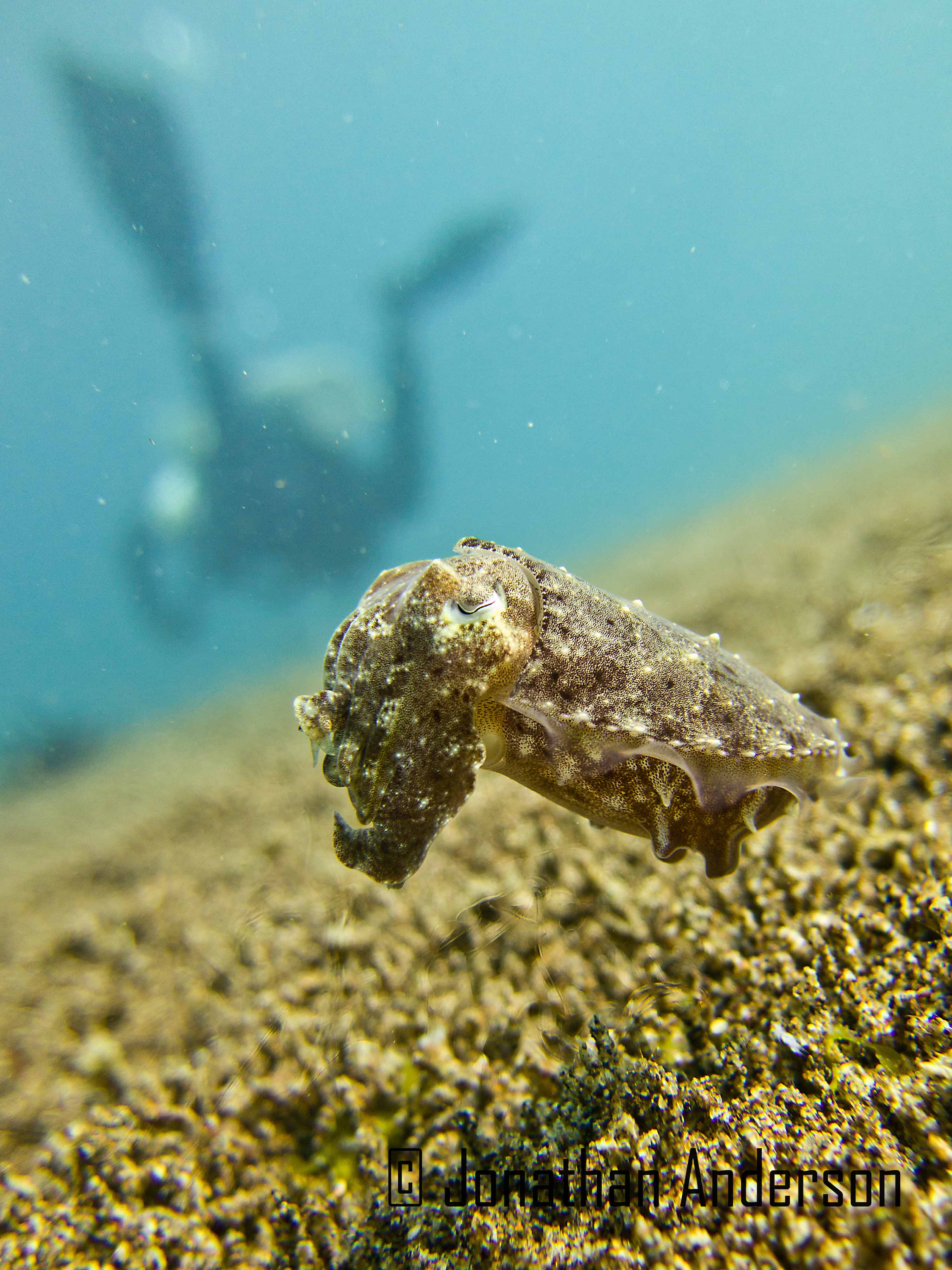 9. Cuttlefish Chameleons - Mikes Dauin Beach Resort